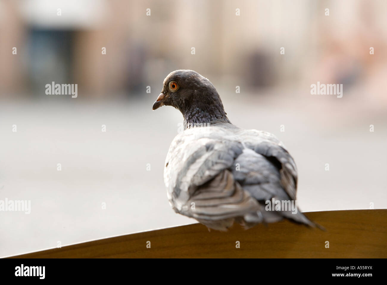 Pigeon Modena Emilia Romagna Italy Stock Photo - Alamy