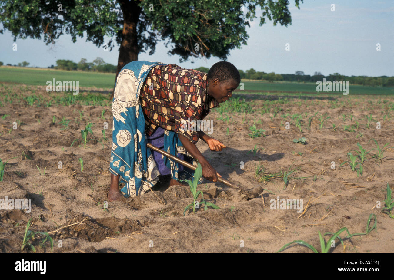 Painet is1719 zambia woman plants maize seeds kaunga mashi shangombo ...