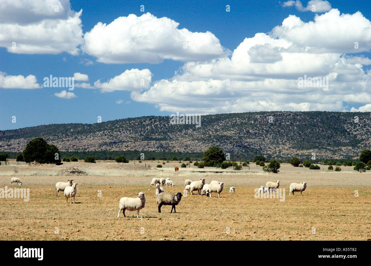 A herd of sheep in the pasture near the Mennonite villages Chihuahua ...