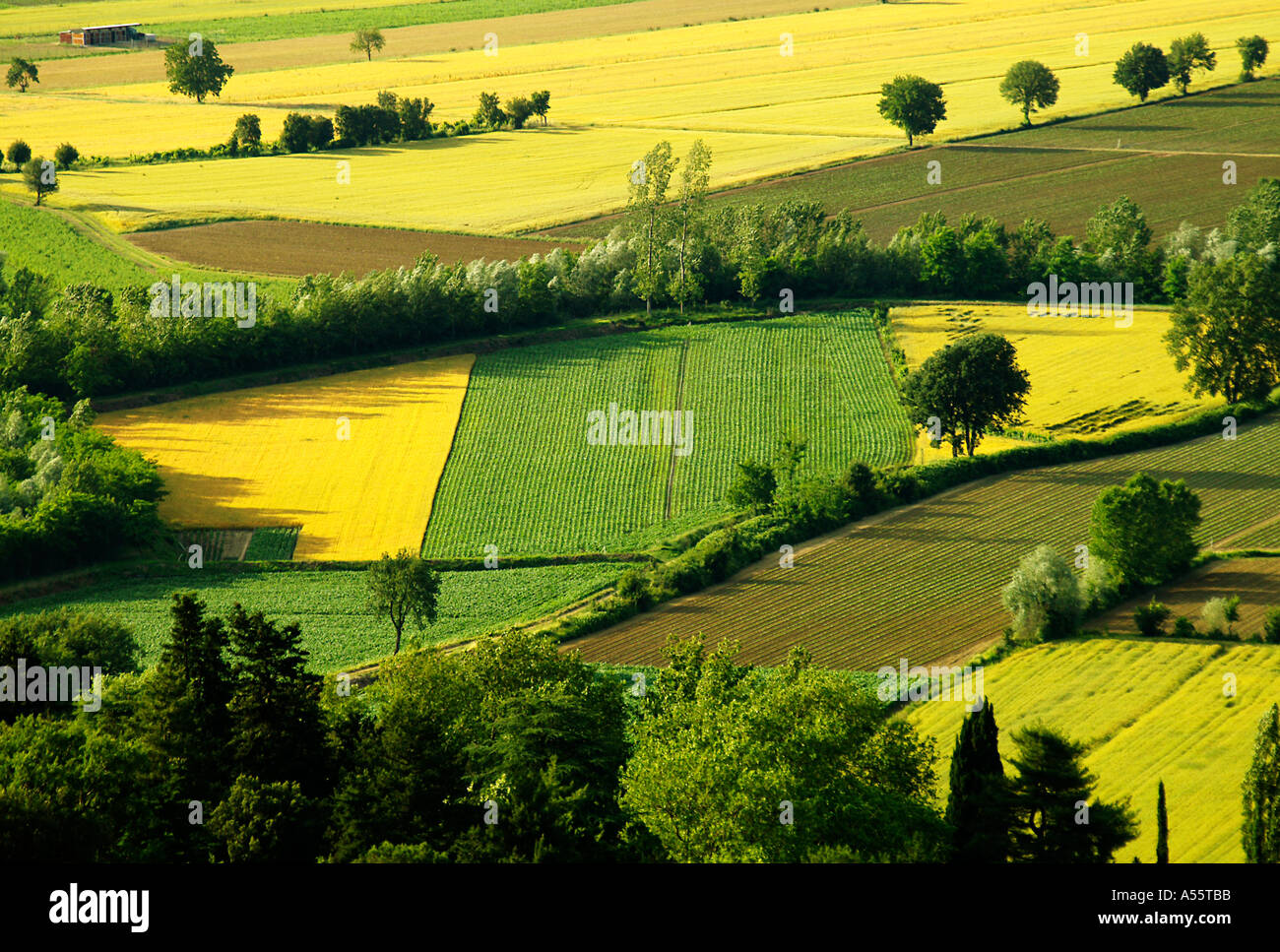 Geometric fields of green and gold Stock Photo - Alamy