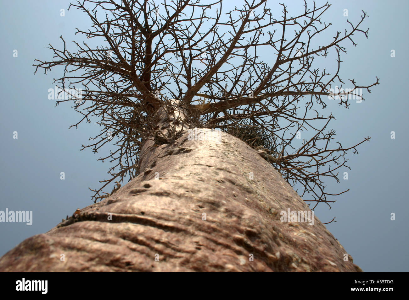 Baobab Tree Botswana Stock Photo - Alamy