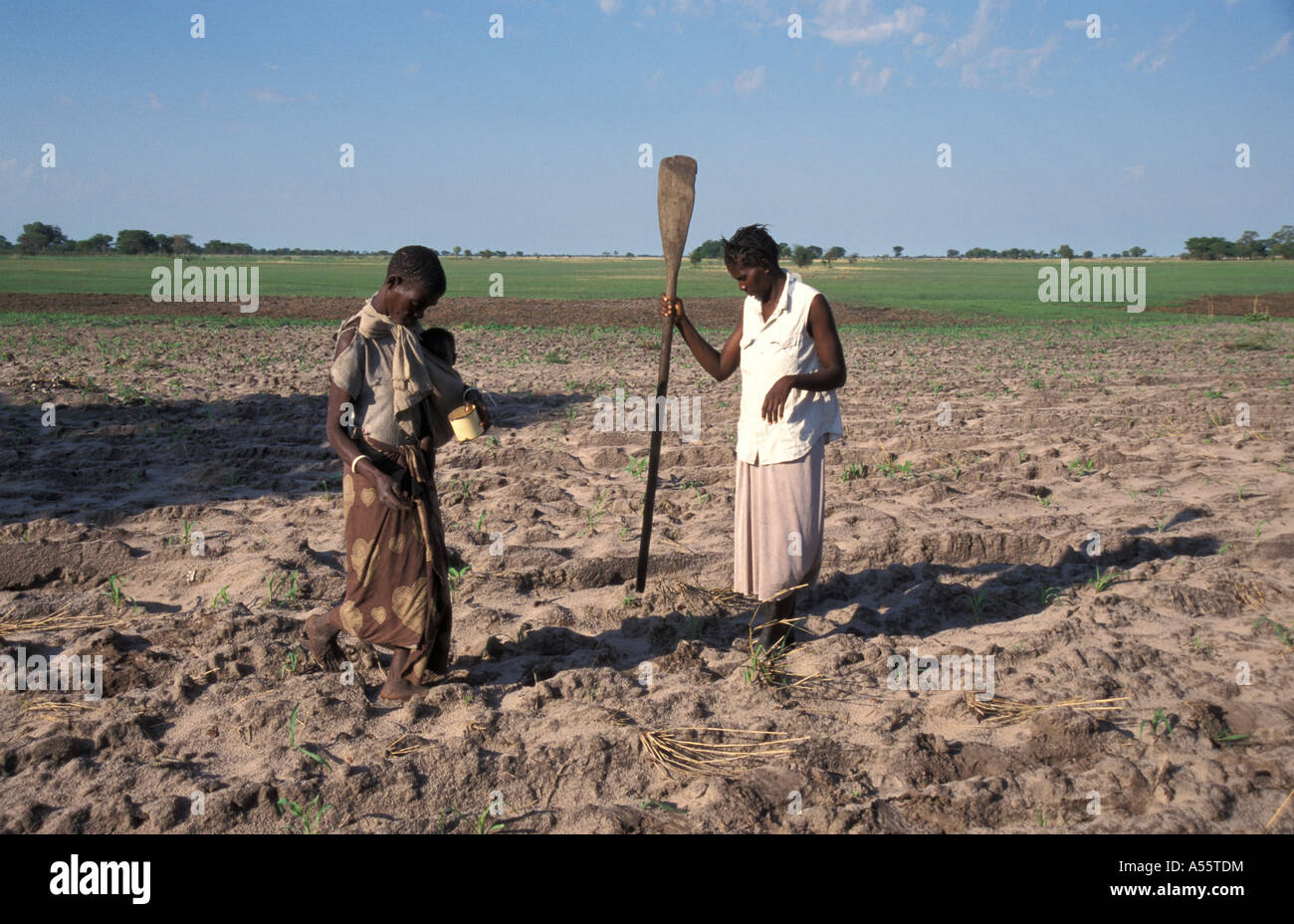 Painet is1733 zambia women planting maize seeds kaunga mashi shangombo ...