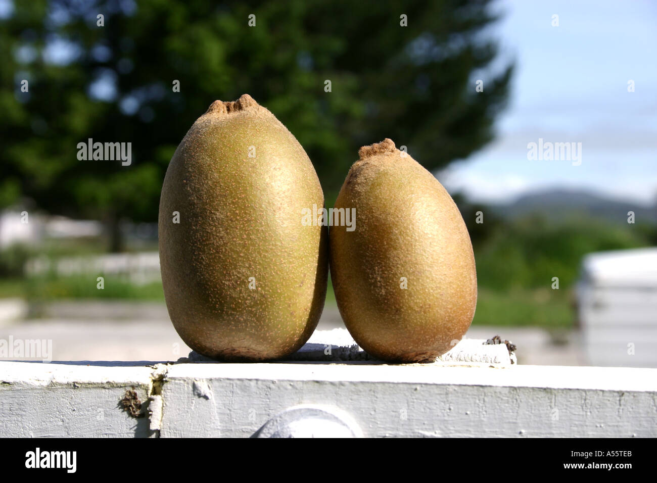 two different size Kiwi fruit New Zealand Stock Photo - Alamy