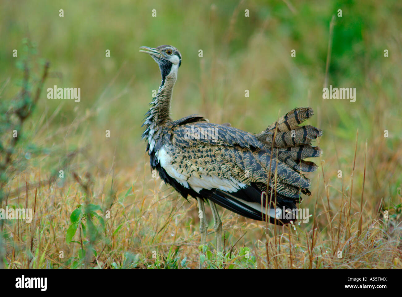 Black-bellied Bustard, Eupodotis melanogaster, Ithala Game Reserve ...