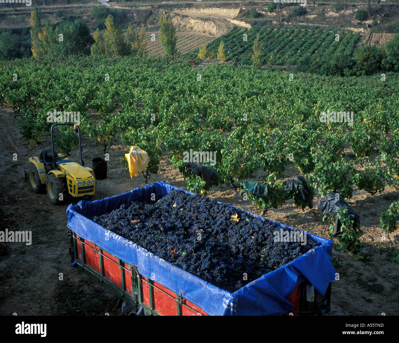 Grape gathering La Rioja Spain Stock Photo - Alamy