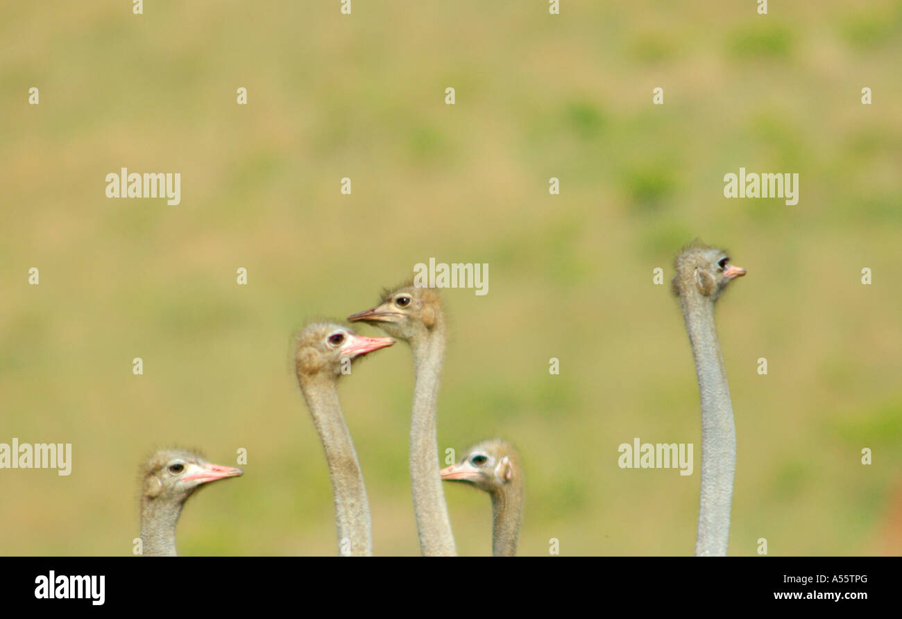 Common Ostrich heads, Struthio camelus , Ithala Game Reserve, KwaZulu ...