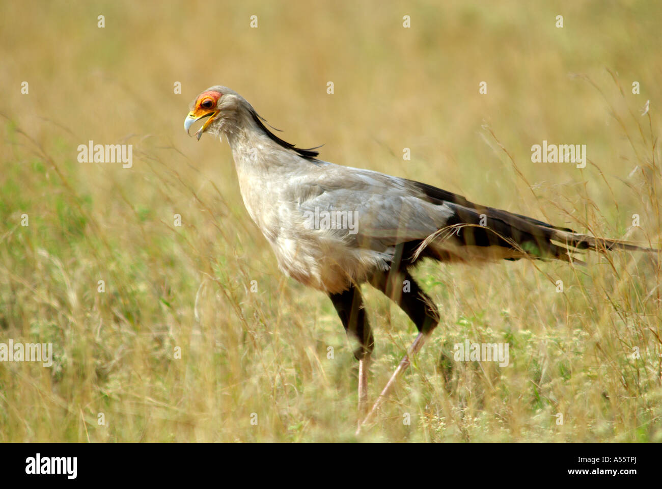 Secretarybird, Sagittarius serpentarius, Ithala Game Reserve, KwaZulu ...