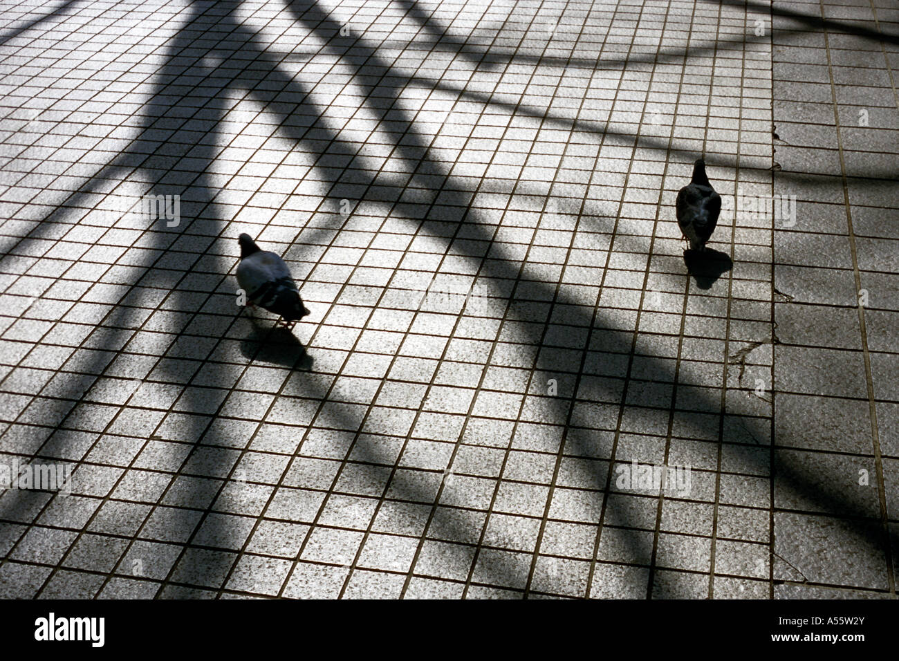 Shadow and pigeons on the sidewalk Stock Photo - Alamy