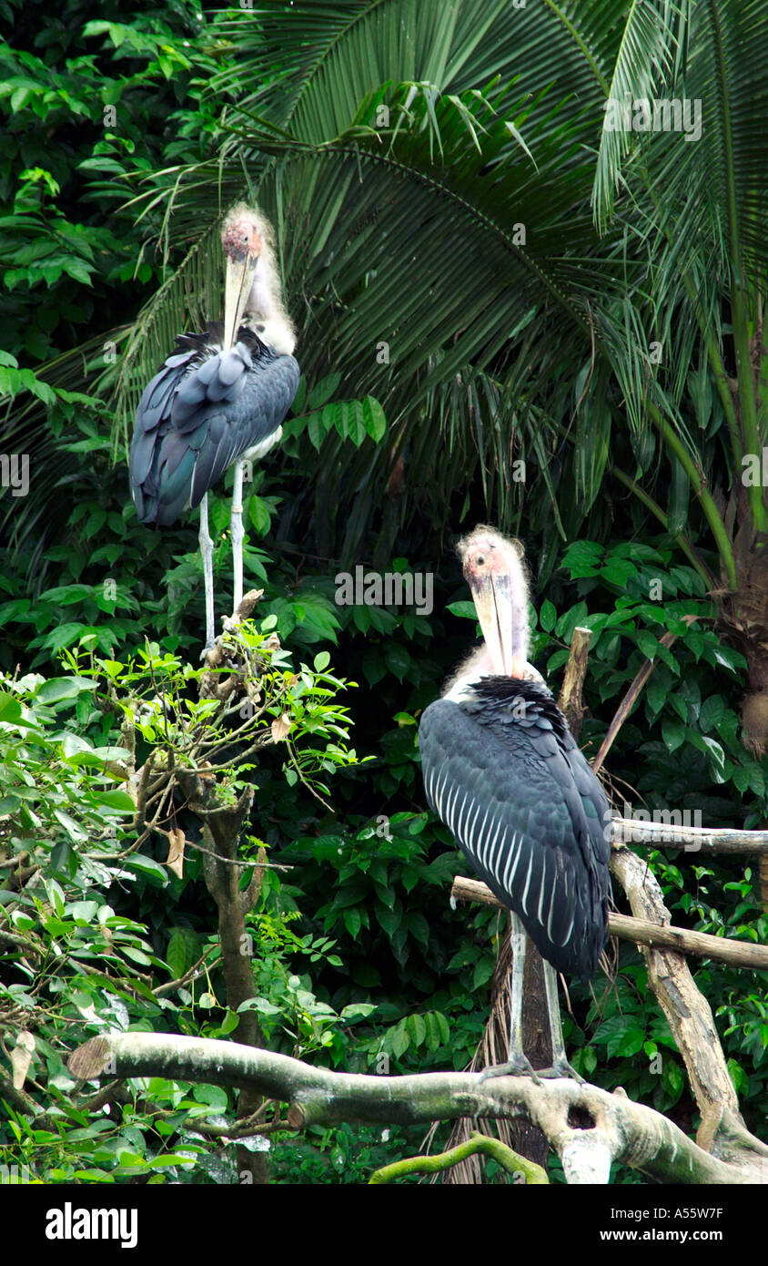 Maribu Stork Leptoptilos crumeniferus pair at the Jurong Bird Park in ...