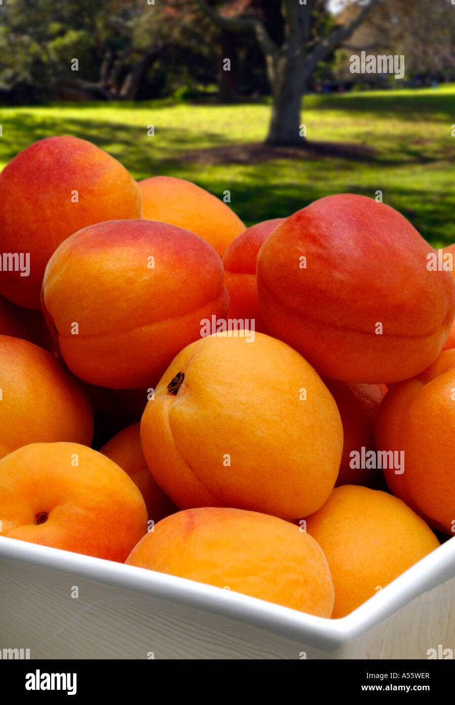 White bowl full of apricots on kitchen window Stock Photo - Alamy