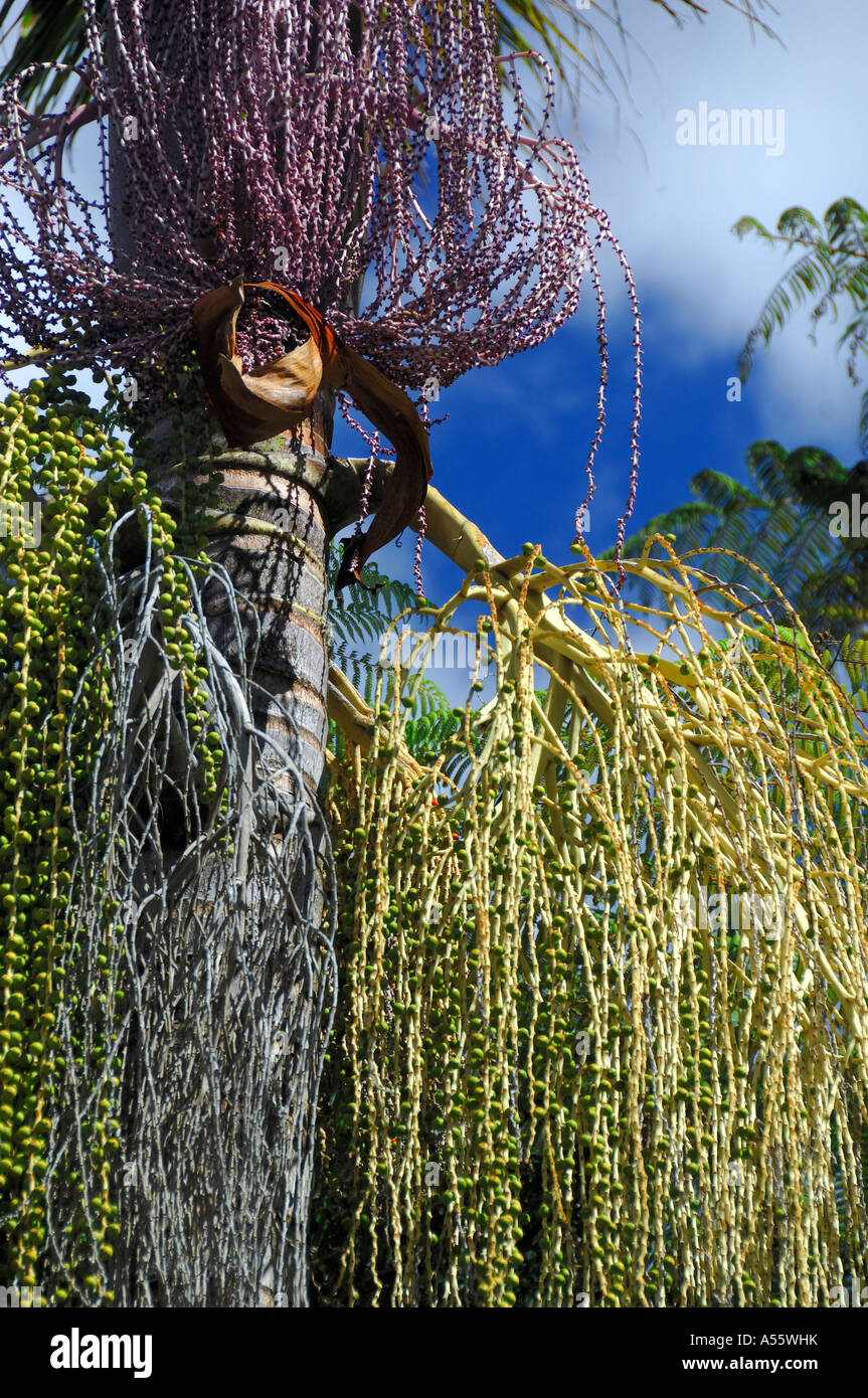 Nikau palm tree hi-res stock photography and images - Alamy