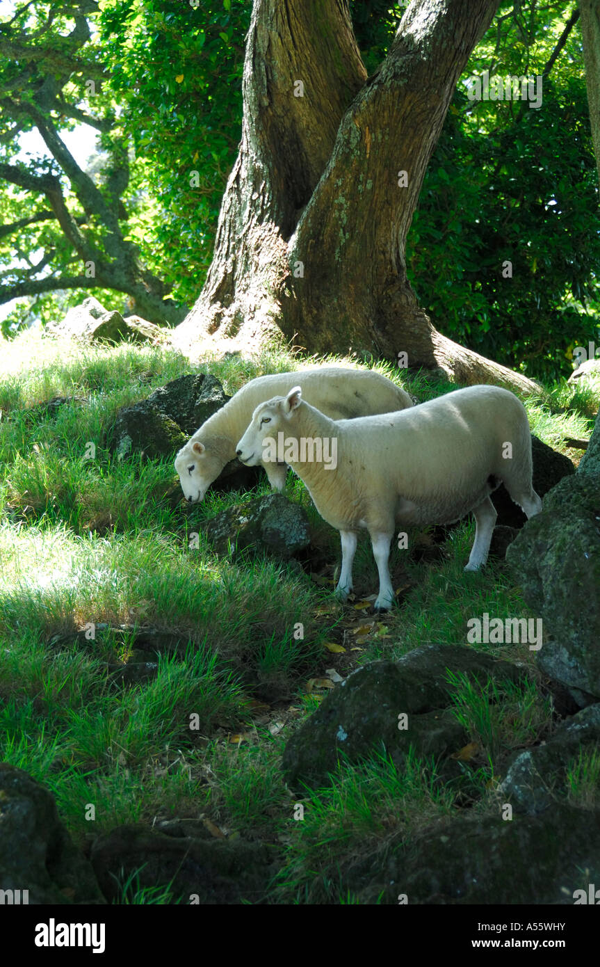 Two white sheep in green grass in the shade under a tree Stock Photo ...
