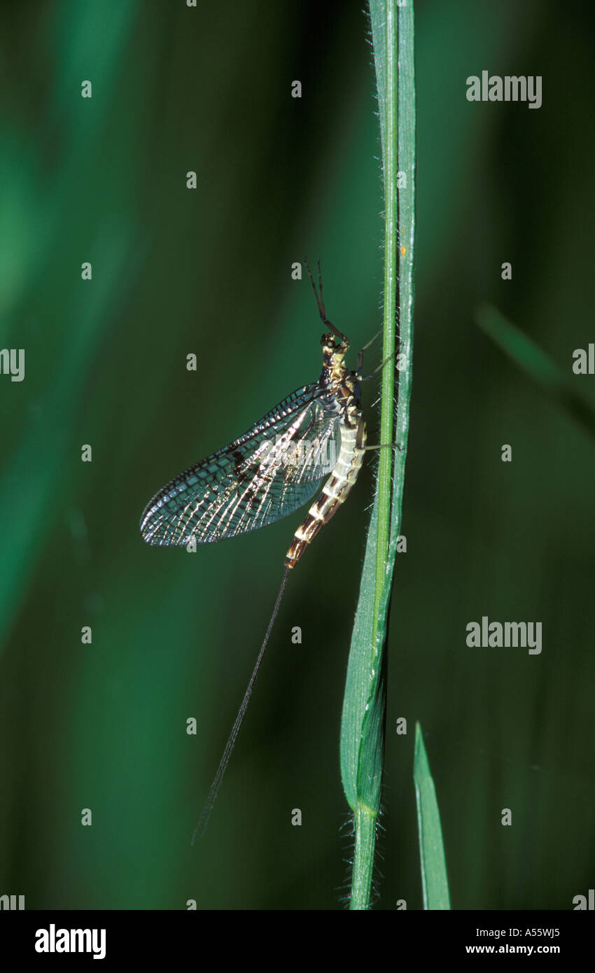 The mayfly hi-res stock photography and images - Alamy