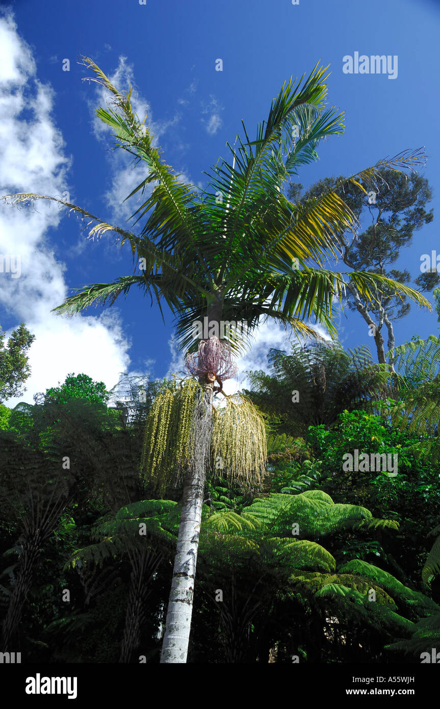 Nikau Palm Tree High Resolution Stock Photography and Images - Alamy
