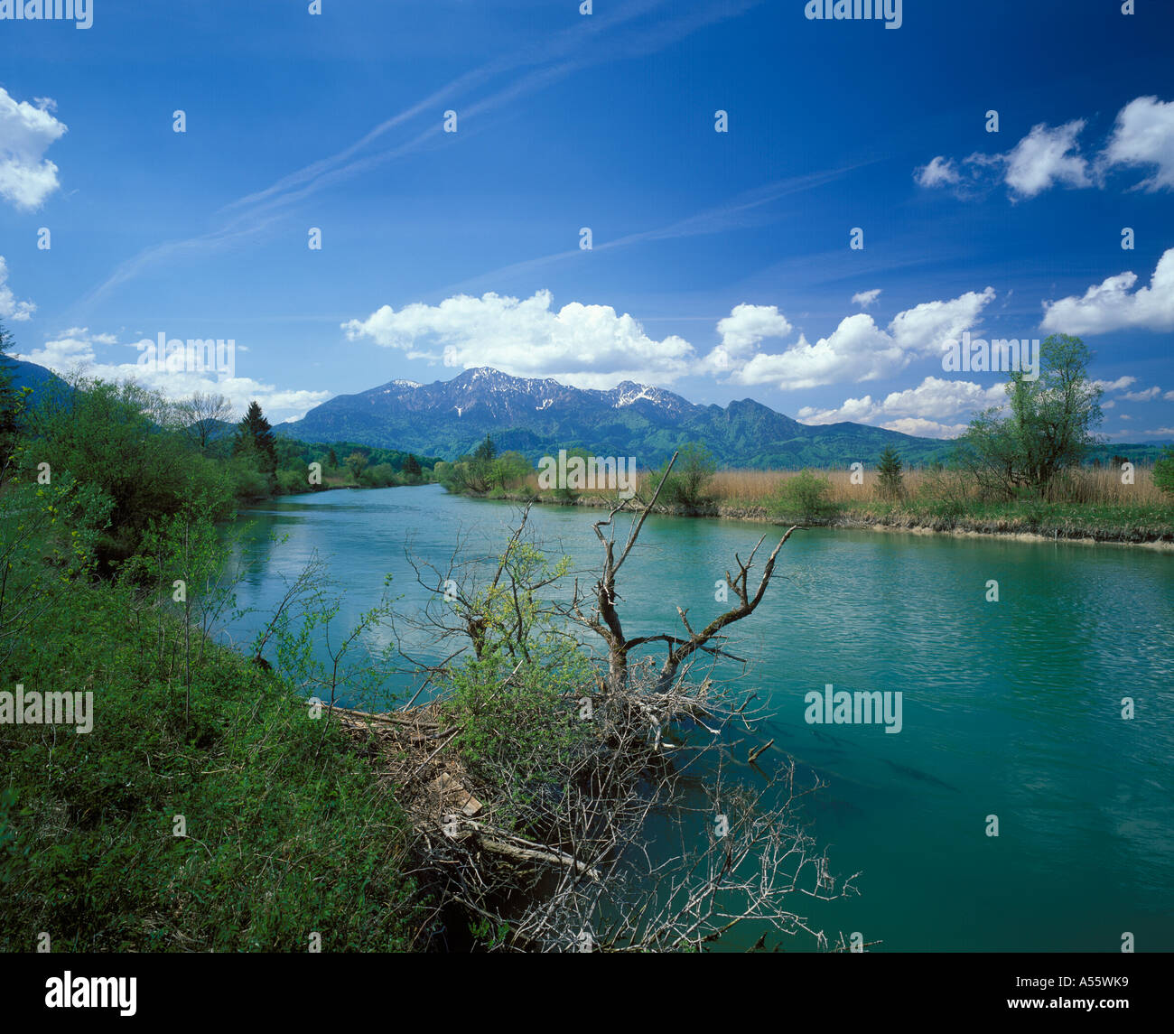 Tree loisach river hi-res stock photography and images - Alamy