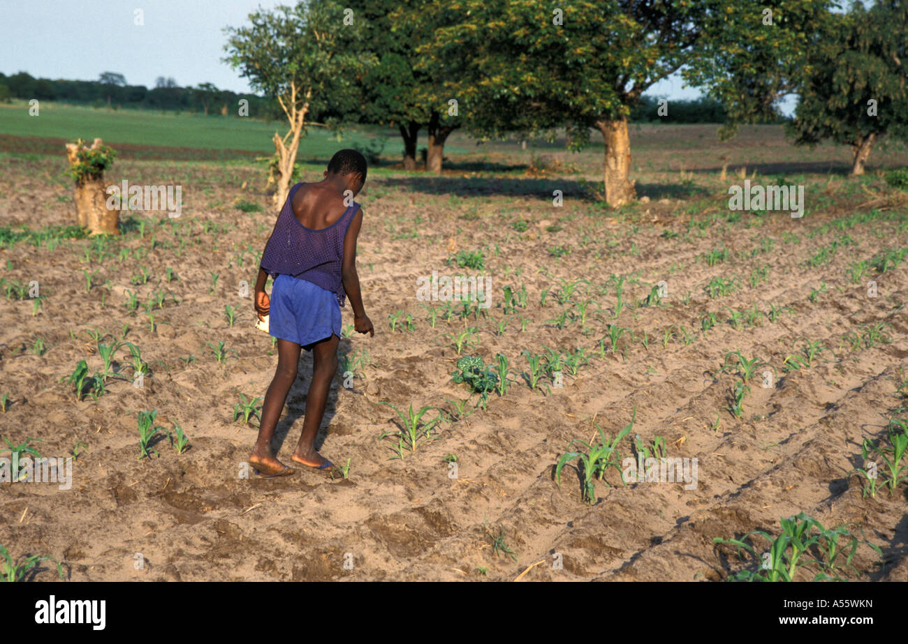 Painet is1794 zambia day life 9 year old boy kaunga mashi village ...