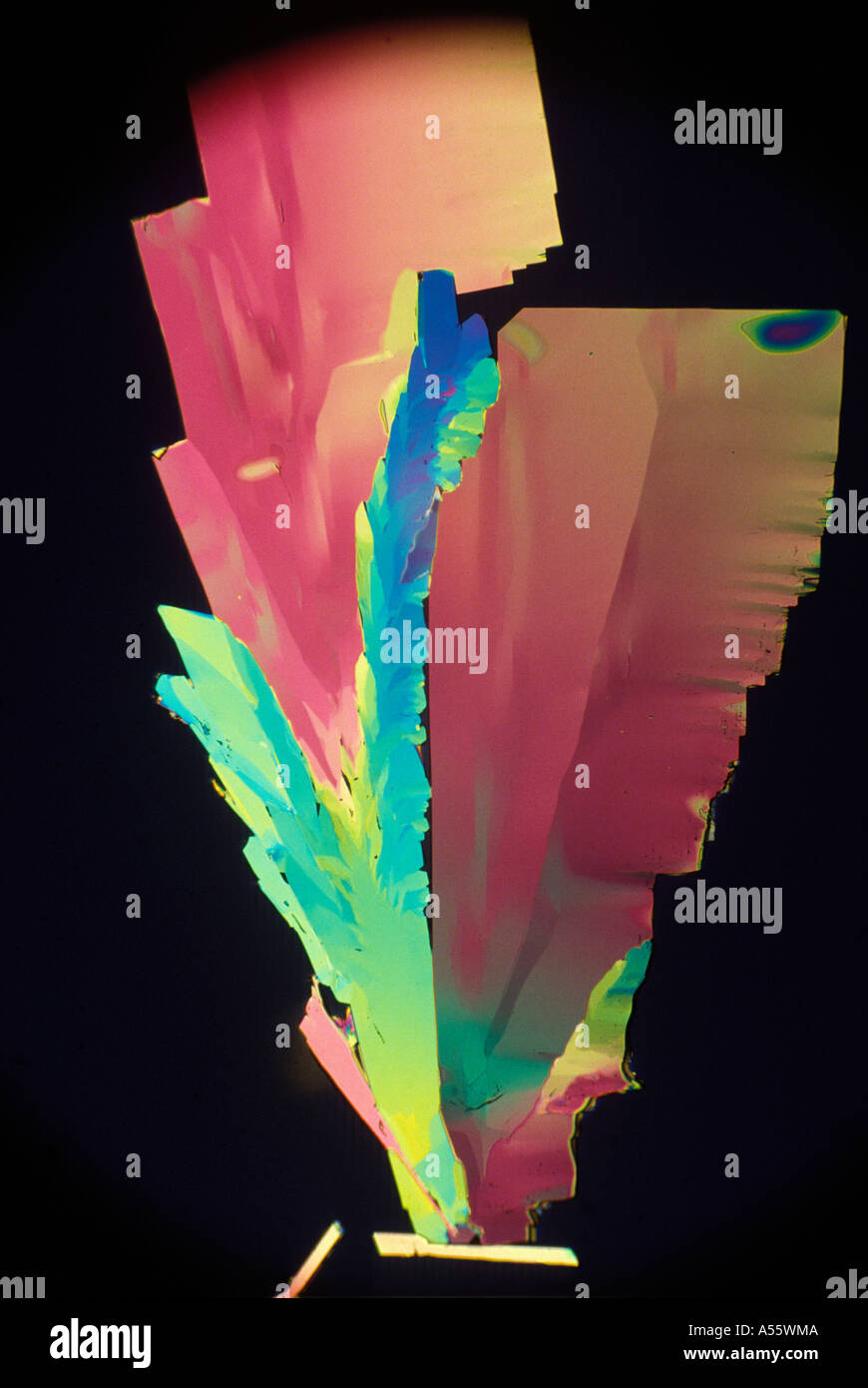 Lm micrograph hi-res stock photography and images - Alamy