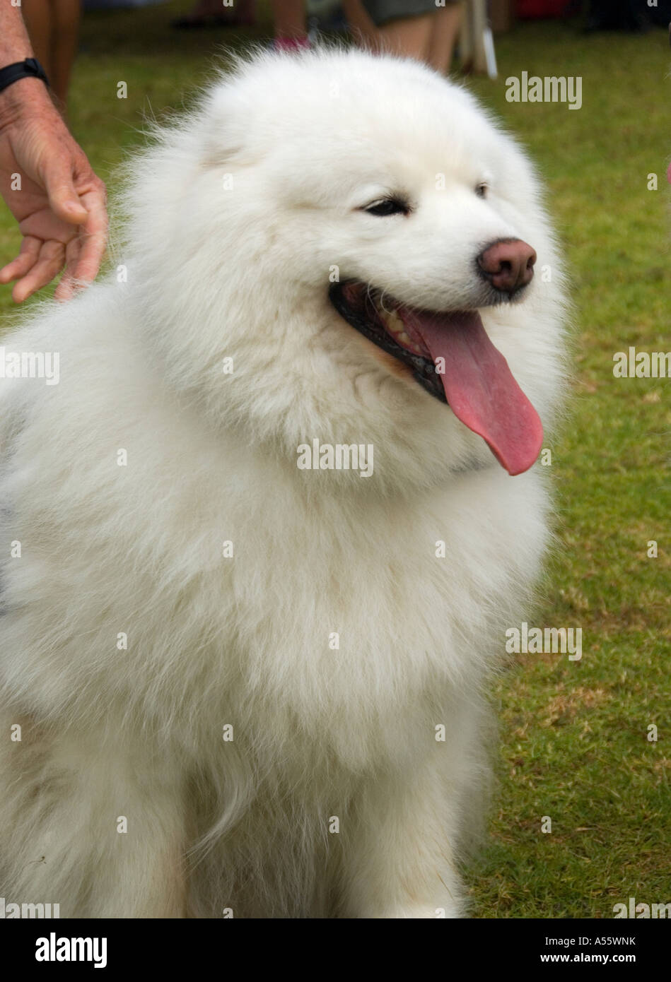 Maremmano Abruzzese dog Stock Photo - Alamy