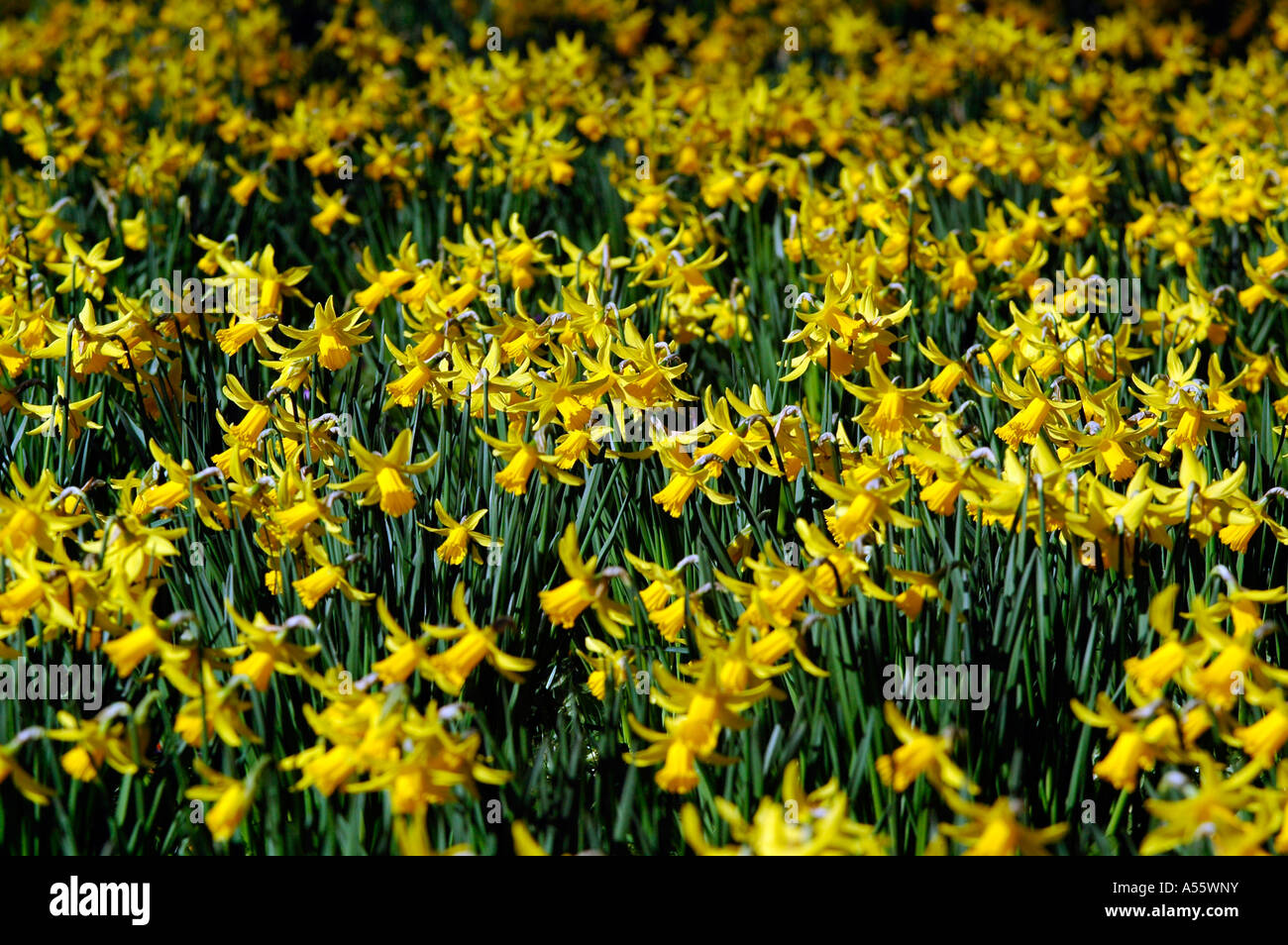 Daffodils in spring,Edinburgh,Scotland,UK Stock Photo - Alamy
