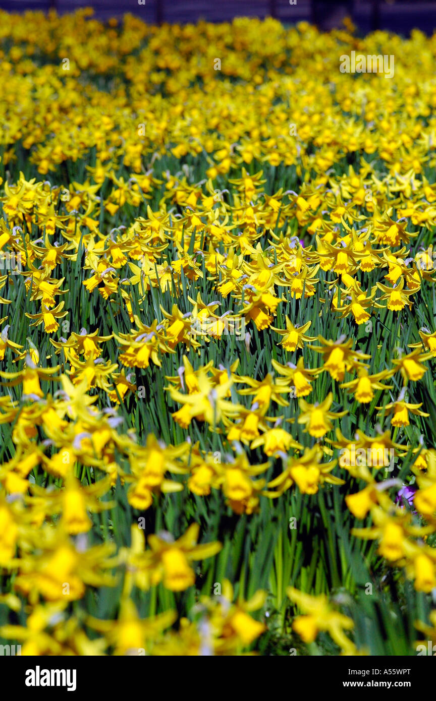Daffodils in spring,Edinburgh,Scotland,UK Stock Photo - Alamy