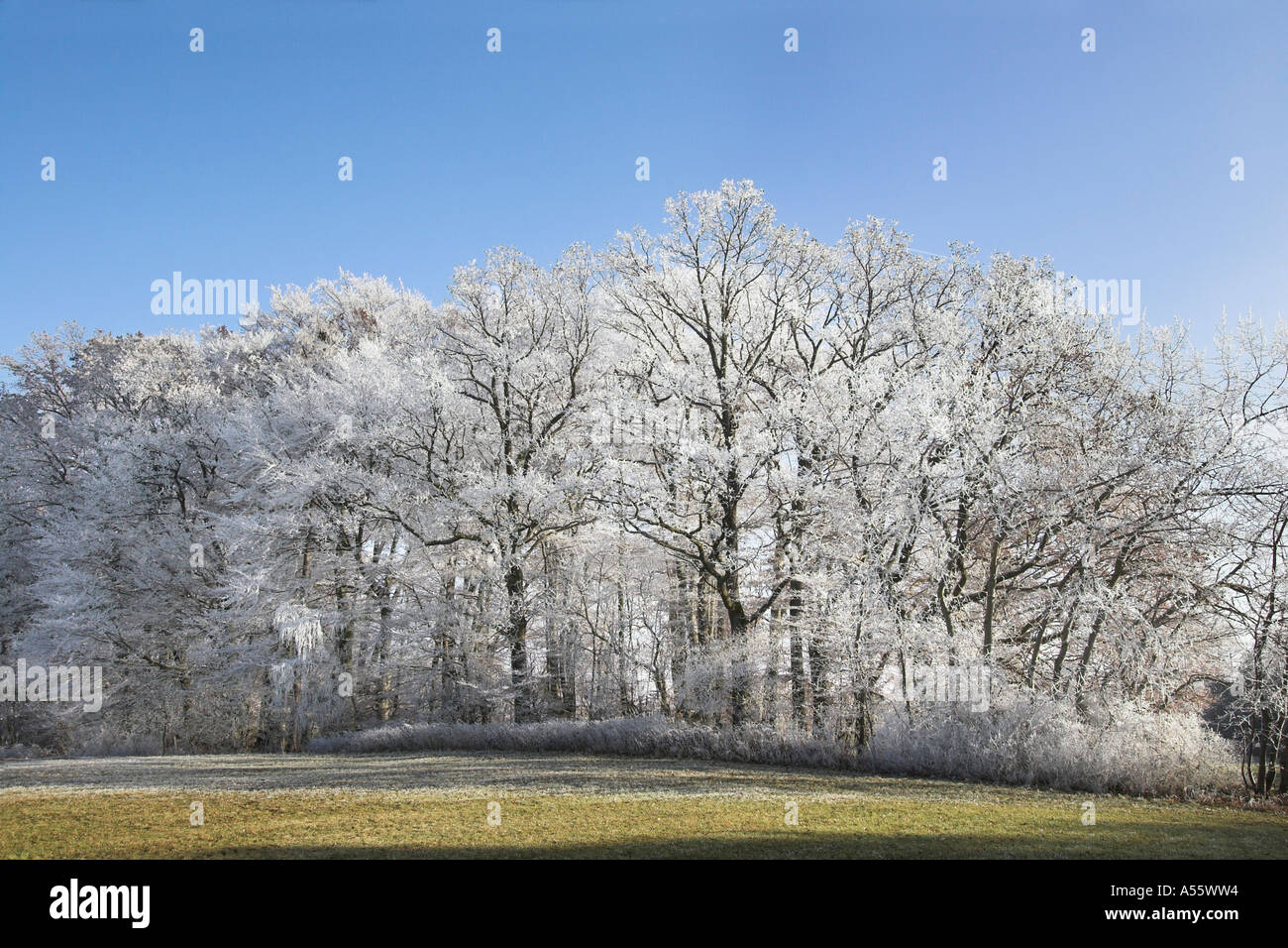 Trees with white frost at sunny weather Stock Photo - Alamy