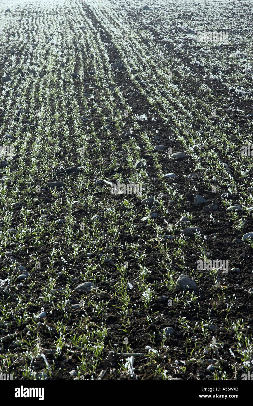 Winter grain with white frost Stock Photo - Alamy