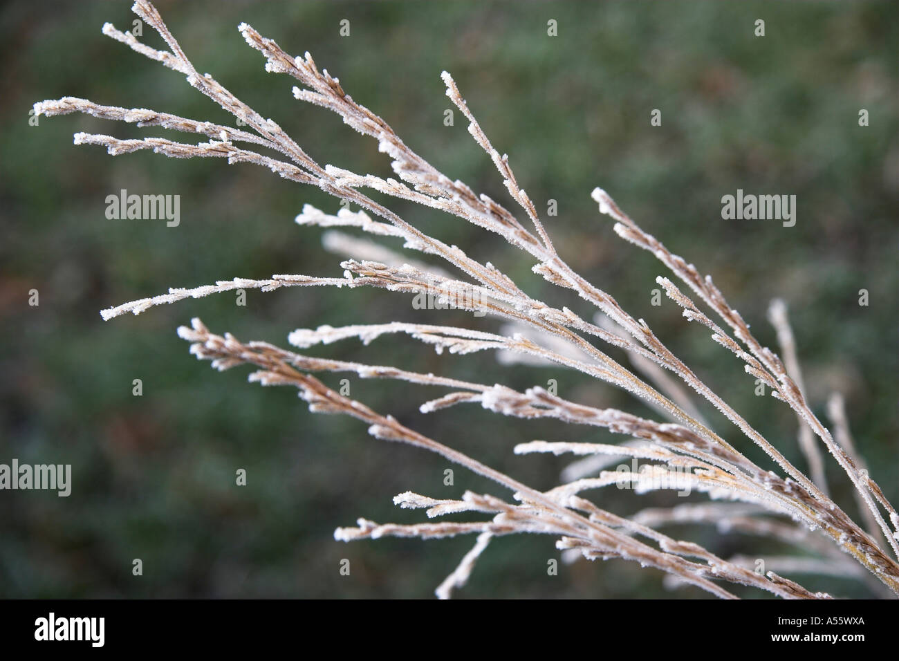 Moor grass with white frost Stock Photo - Alamy