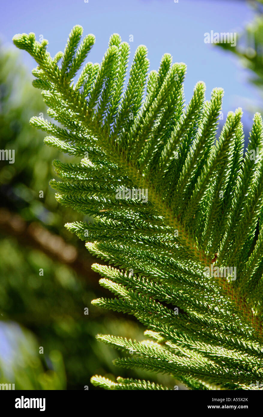 monkey puzzle tree branch Gisborne beach, East coast north island New ...