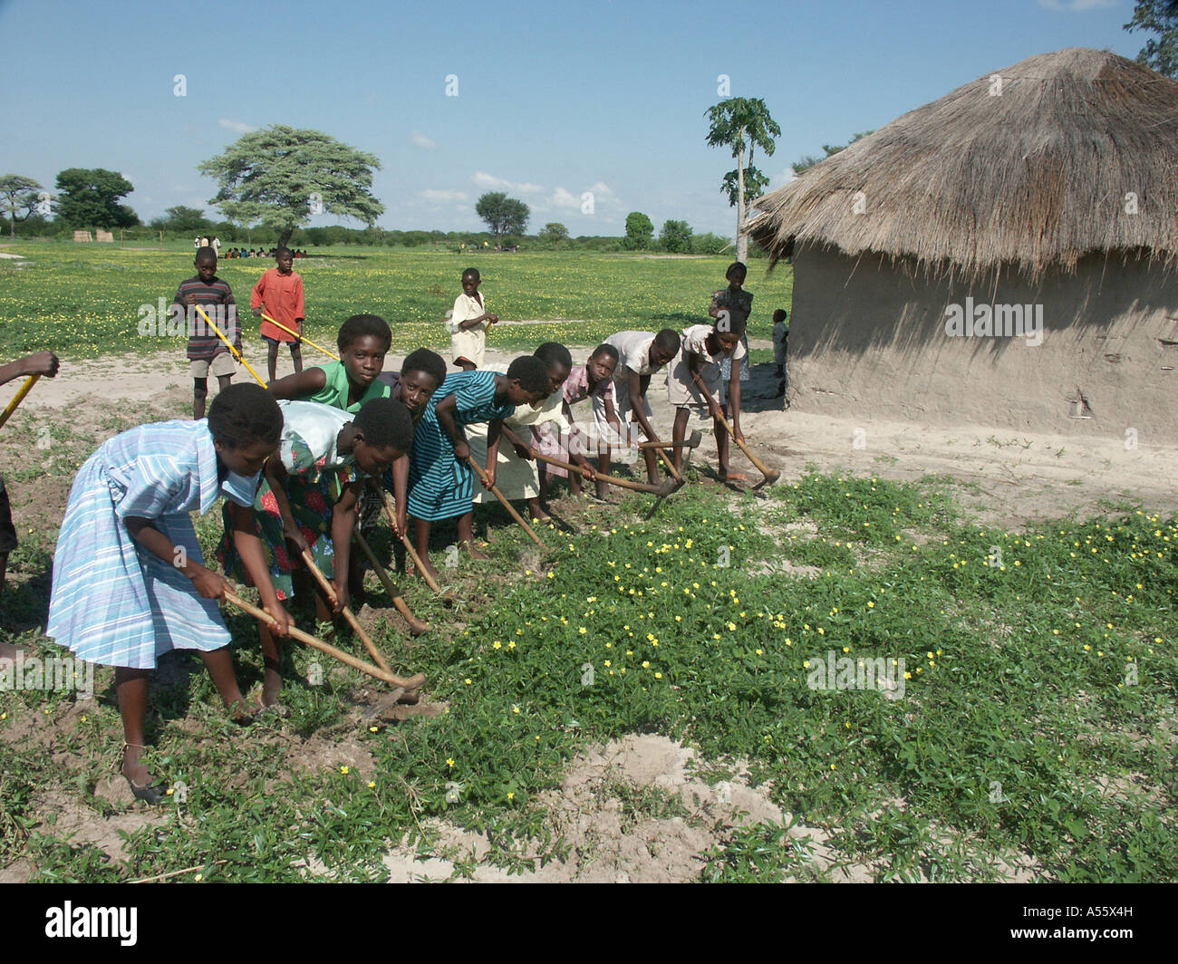 Painet is1819 zambia girls hoeing field kaunga mashi shangombo district ...
