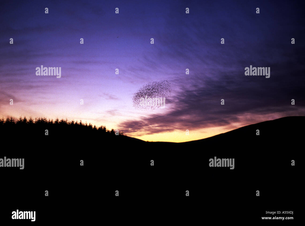 ireland, county kerry, dingle peninsula, flock of birds flying together ...