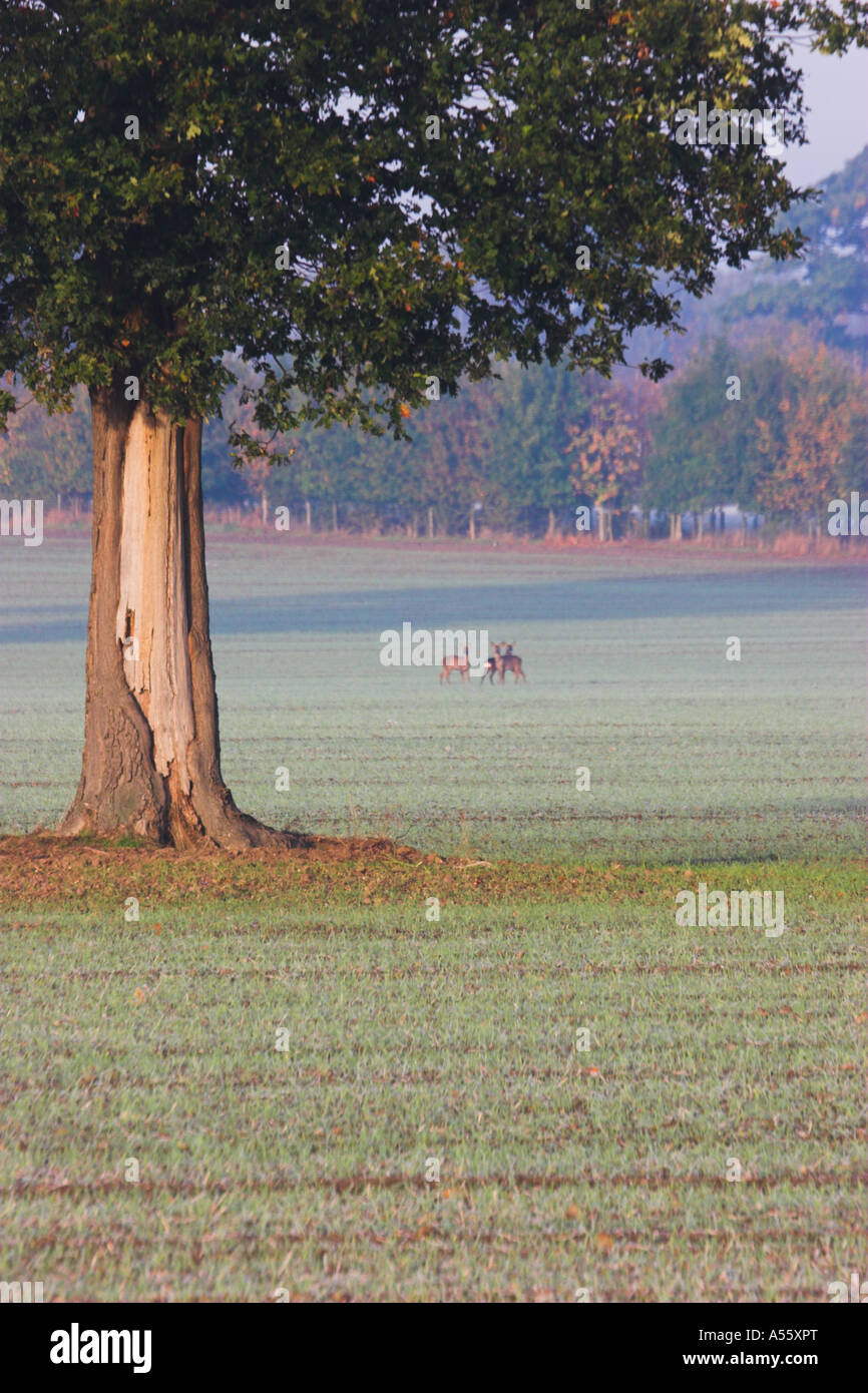 Tree with deer Stock Photo - Alamy