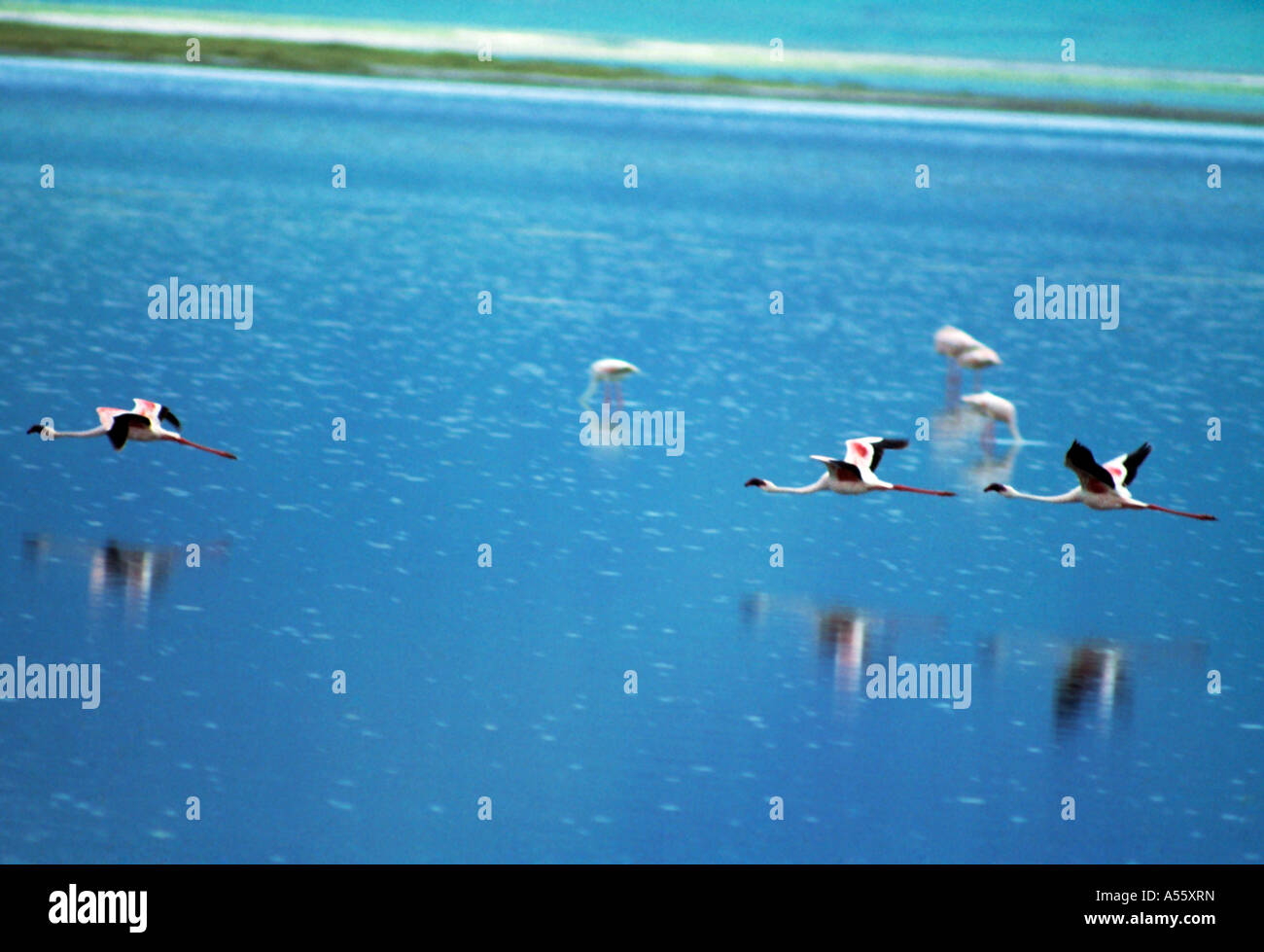 flamingos in flight Stock Photo - Alamy
