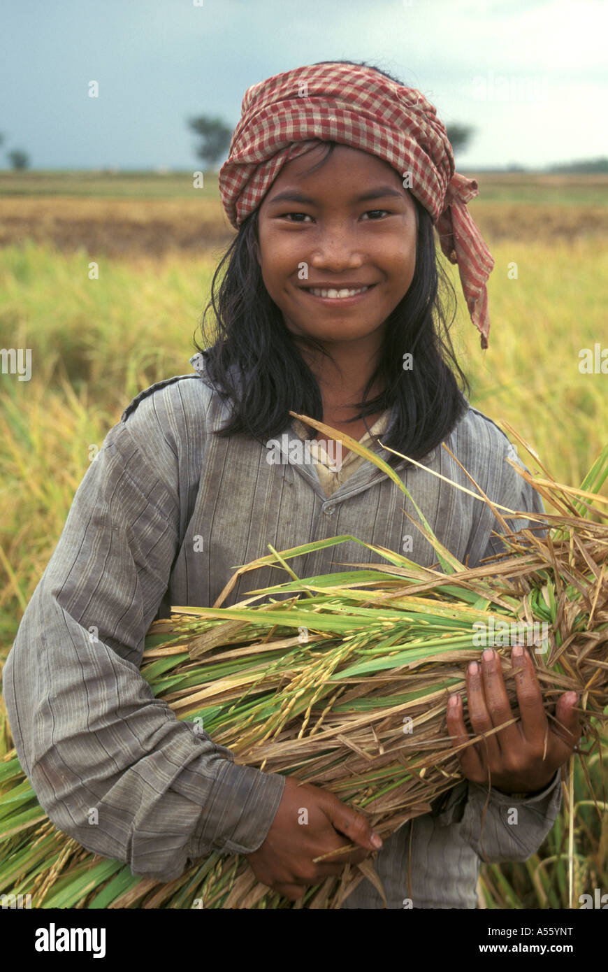 Girl harvesting rice hi-res stock photography and images - Alamy