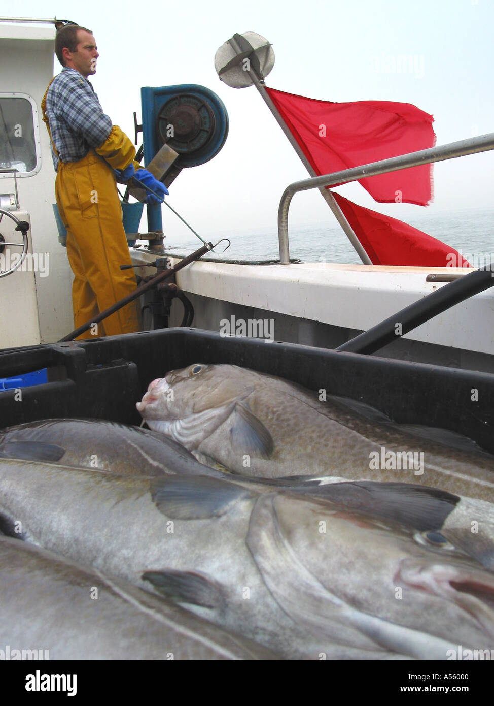 Cod white fleet hi-res stock photography and images - Alamy