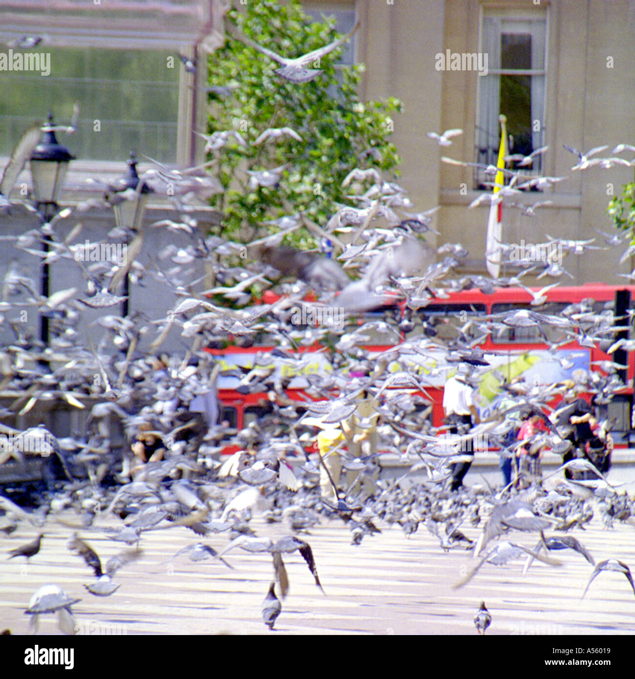 Trafalgar Square Pigeons Stock Photo - Alamy