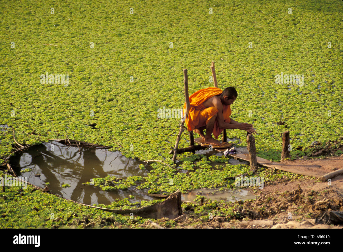 Painet ix1845 cambodia buddhist monk washing pond thick floating weeds ...