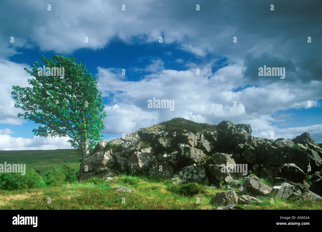 Rowan tree and rocks Sutherland Stock Photo - Alamy