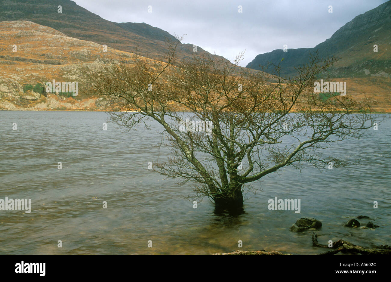 tree in loch Stock Photo - Alamy