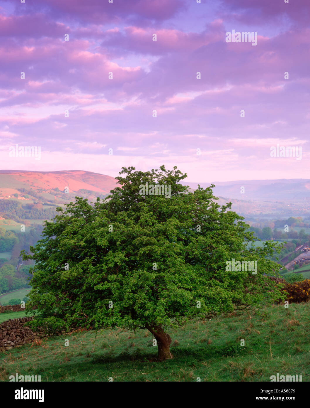 Hawthorn tree and evening sky in Derbyshire "Great Britain Stock Photo ...