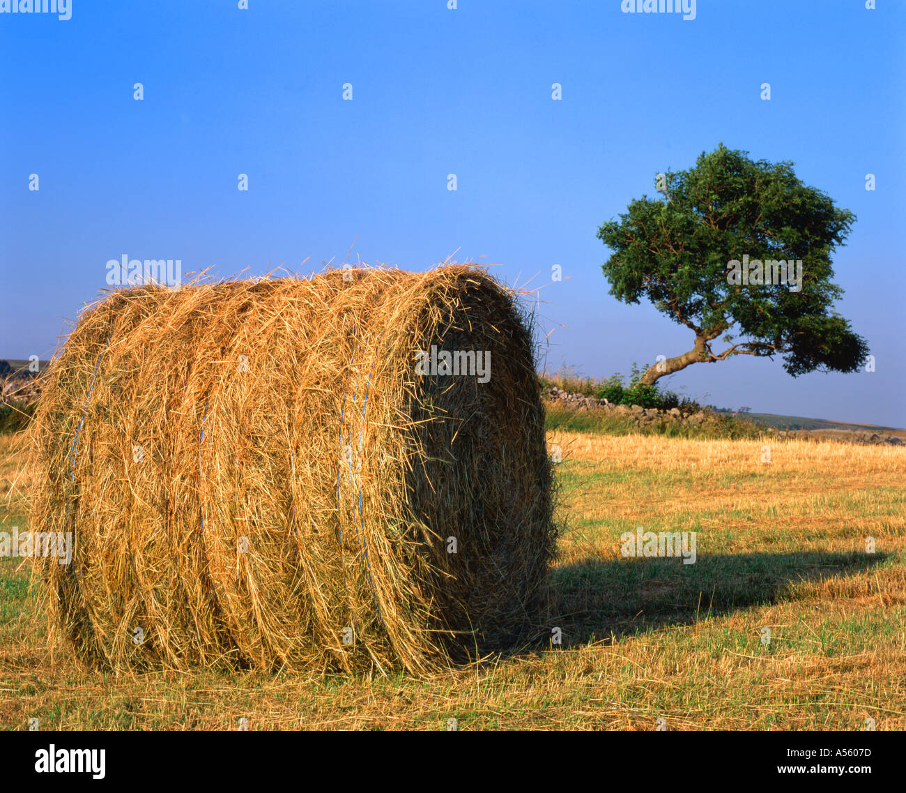 A round Hay Bale in a field Stock Photo - Alamy