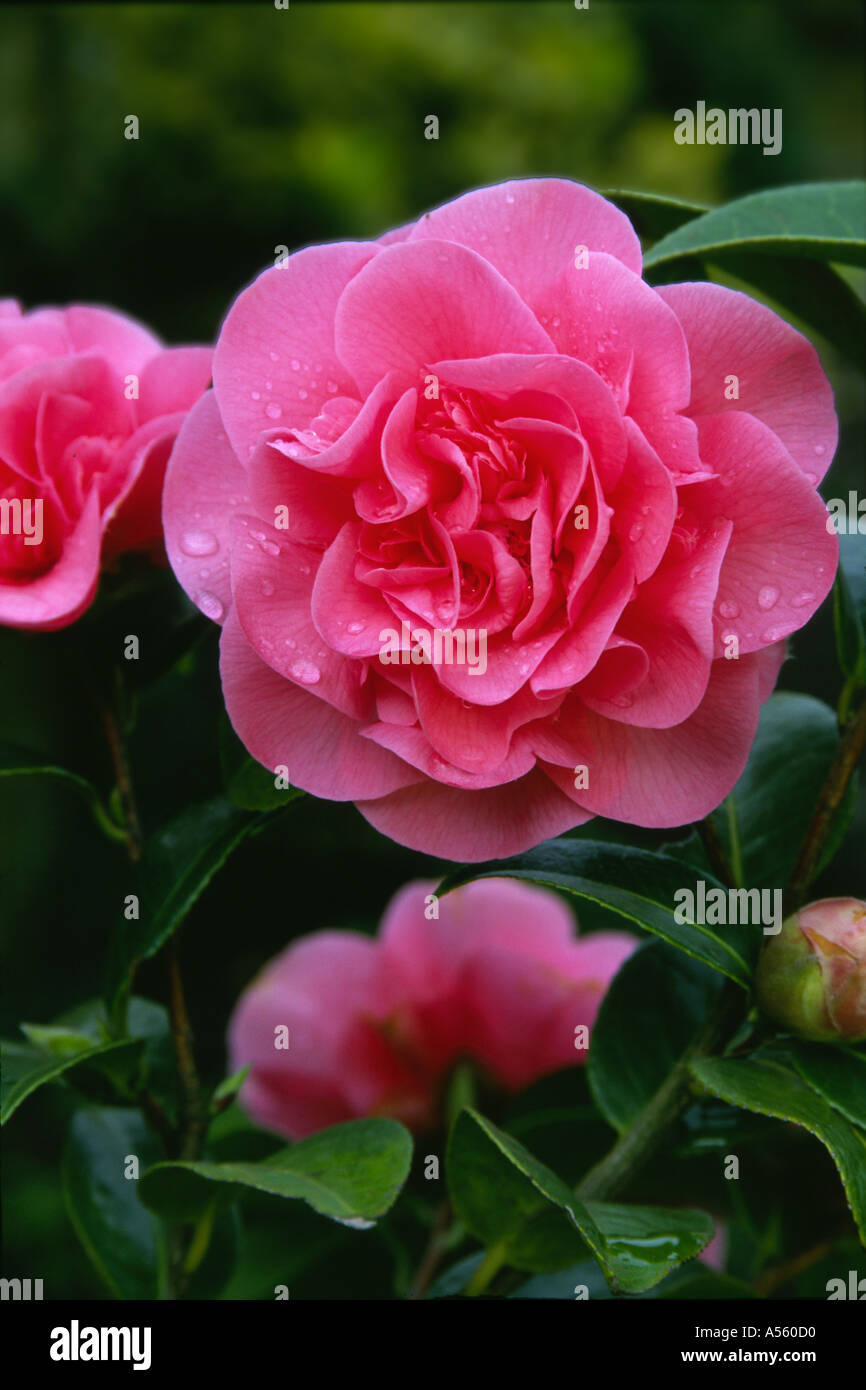 Camellia japonica debbie hi-res stock photography and images - Alamy