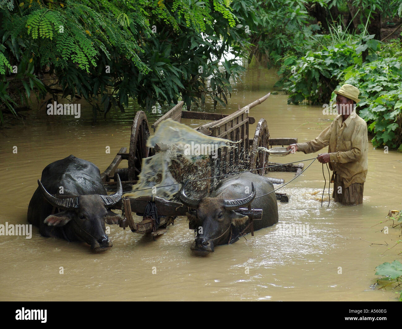 Painet ix1883 cambodia farmer washing buffalo kampong cham country ...