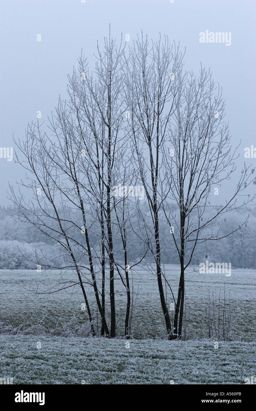 Tree with white frost at dull weather Stock Photo - Alamy