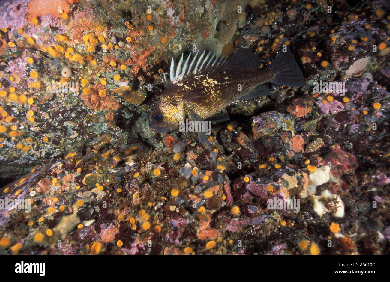 Quillback Rockfish Sebastes maliger Stock Photo - Alamy