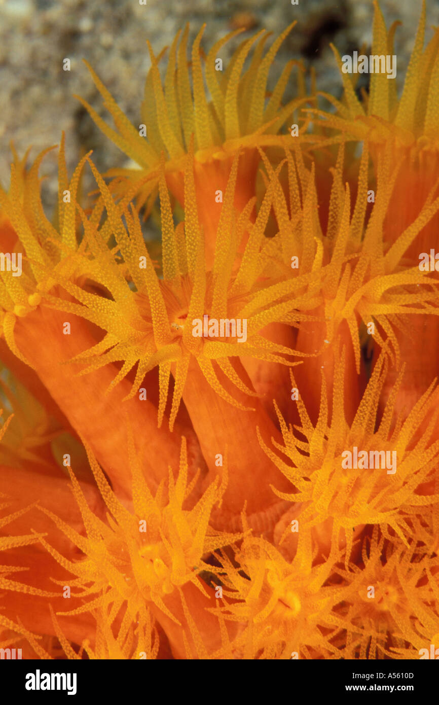 Orange Cup Coral Tubastraea coccinea Stock Photo - Alamy