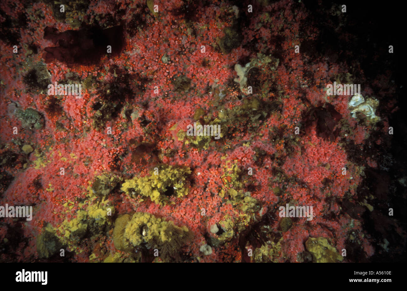 Corynactis californica hi-res stock photography and images - Alamy