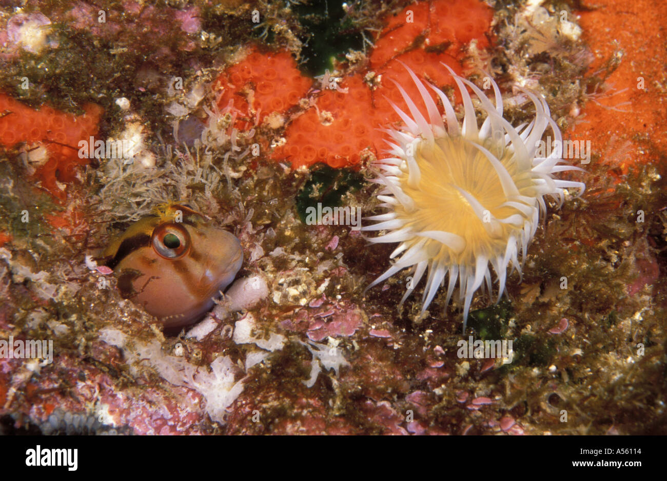 Common blenny hi-res stock photography and images - Alamy