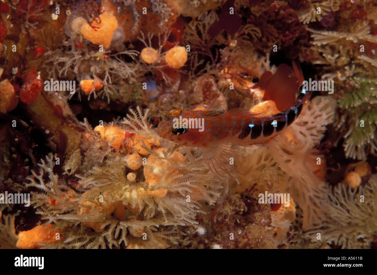 Notoclinops hi-res stock photography and images - Alamy