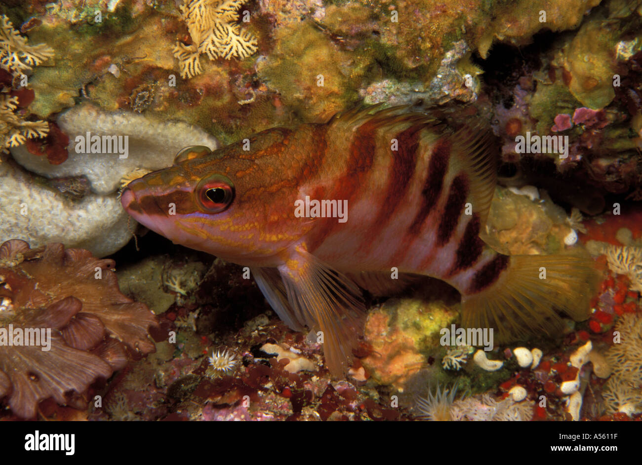 Banded sea perch hi-res stock photography and images - Alamy