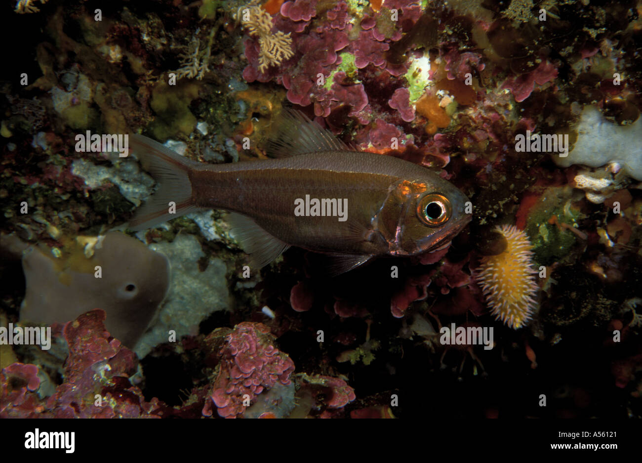 Roughy hi-res stock photography and images - Alamy